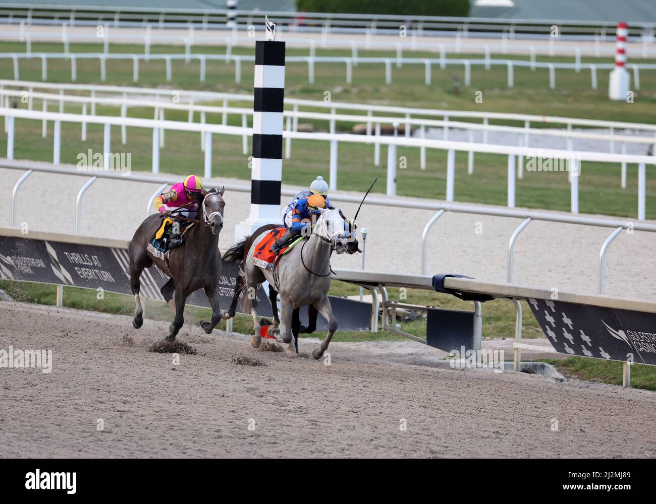 HALLANDALE, FLORIDA - APRIL 02: White Abarrio #7, ridden by Tyler ... HALLANDALE, FLORIDA - APRIL 02: White Abarrio #7, ridden by Tyler ...