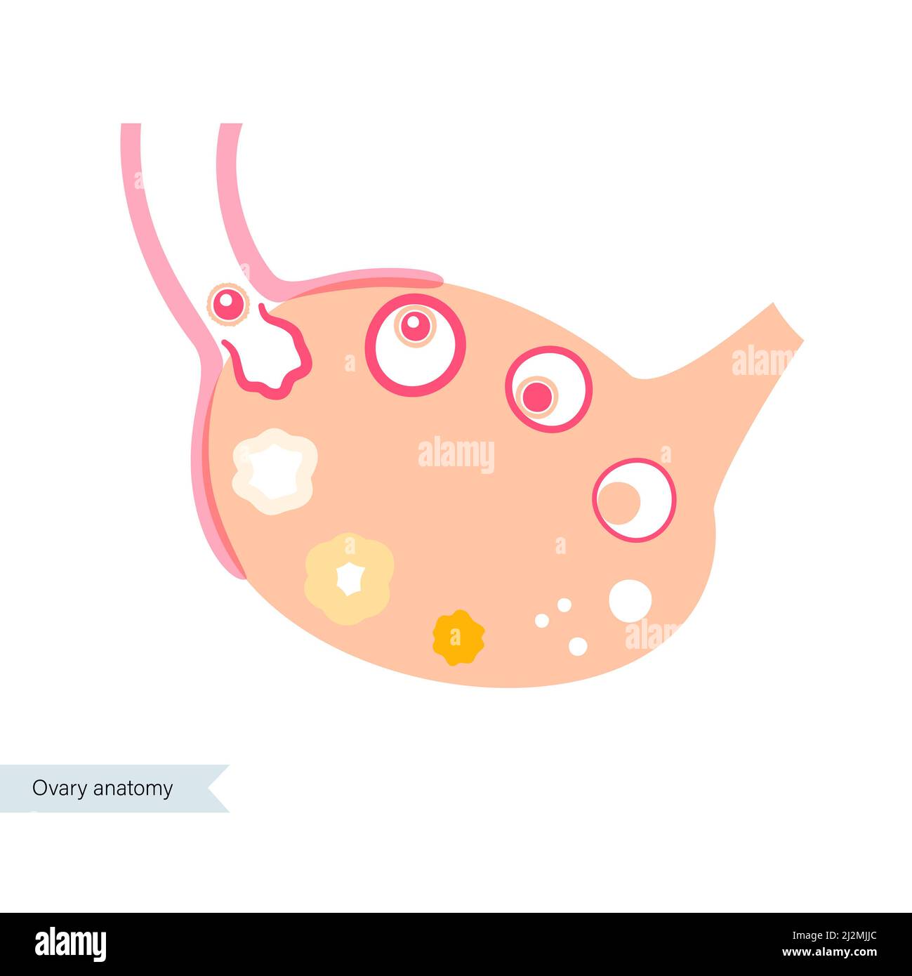 Menstrual cycle, illustration Stock Photo - Alamy Menstrual cycle, illustration Stock Photo - Alamy