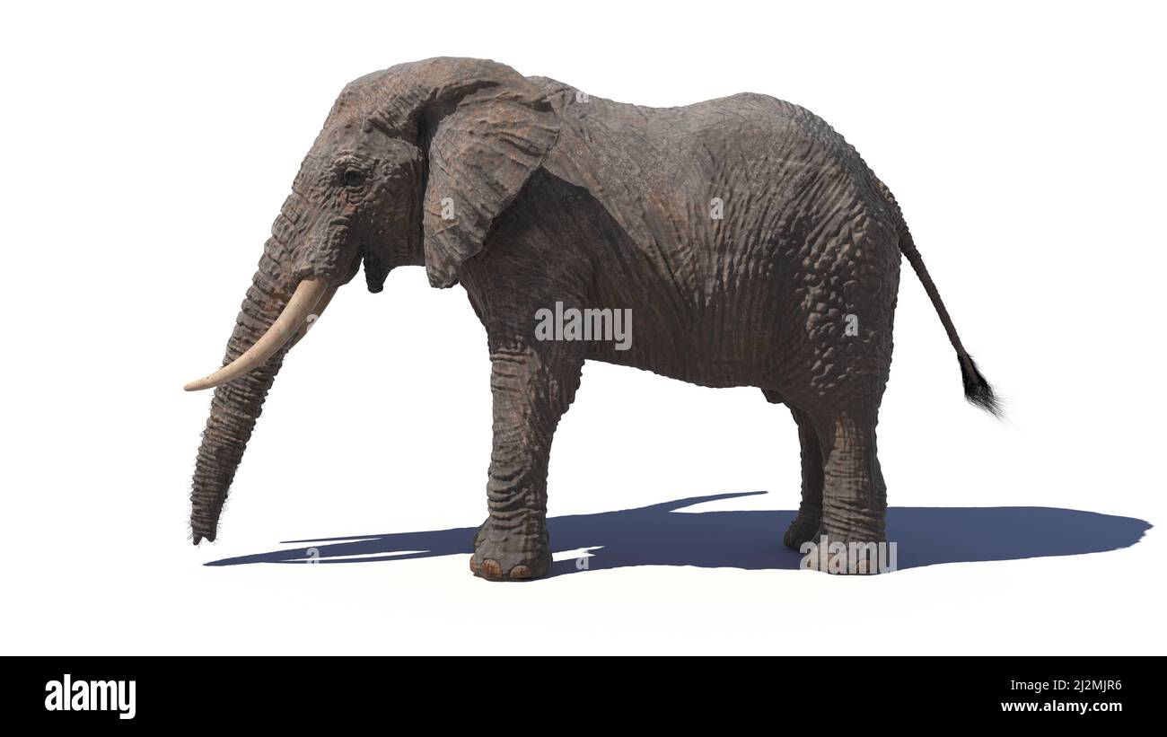 African animal cgi hi-res stock photography and images - Alamy