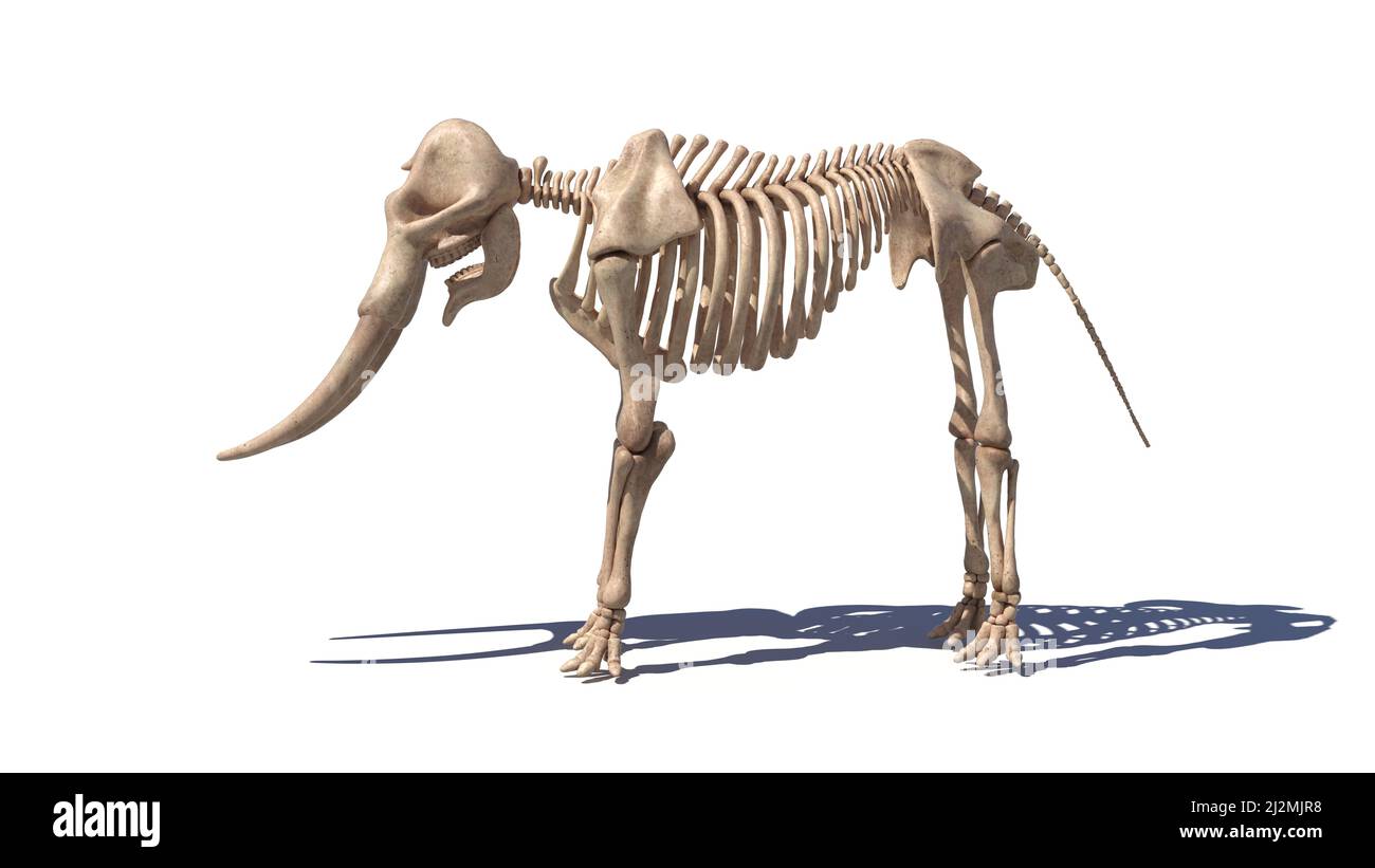 Elephant Skeleton Diagram