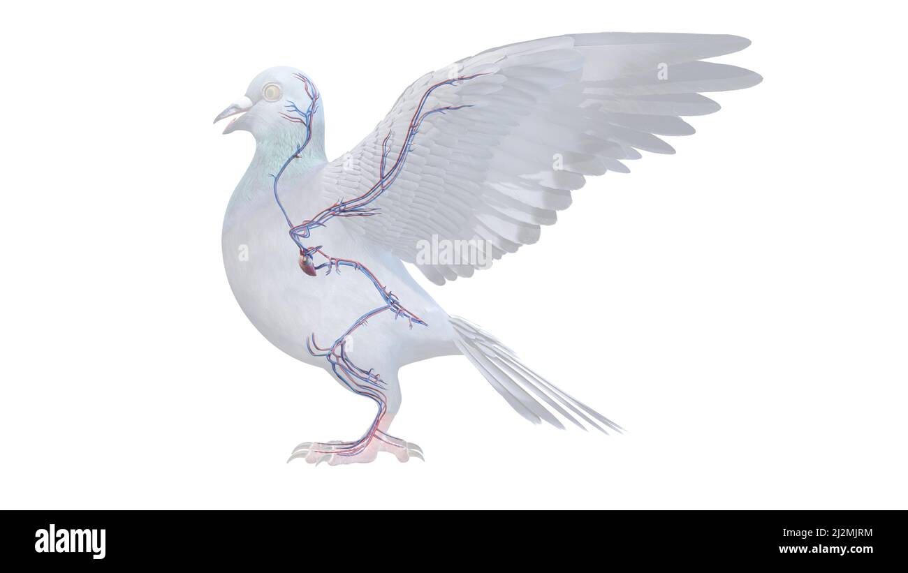 Pigeon vascular system, illustration Stock Photo - Alamy