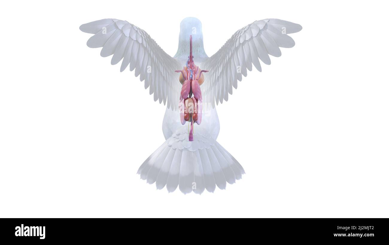 Pigeon organs, illustration Stock Photo - Alamy
