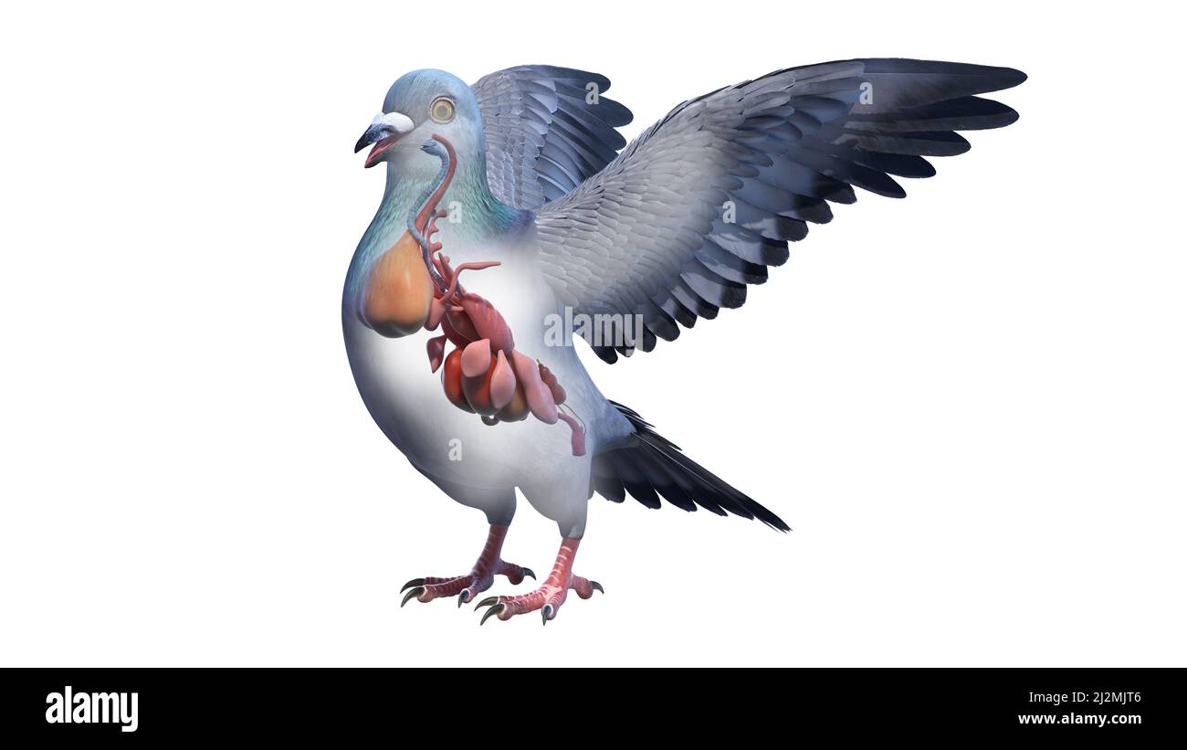 Pigeon organs, illustration Stock Photo - Alamy