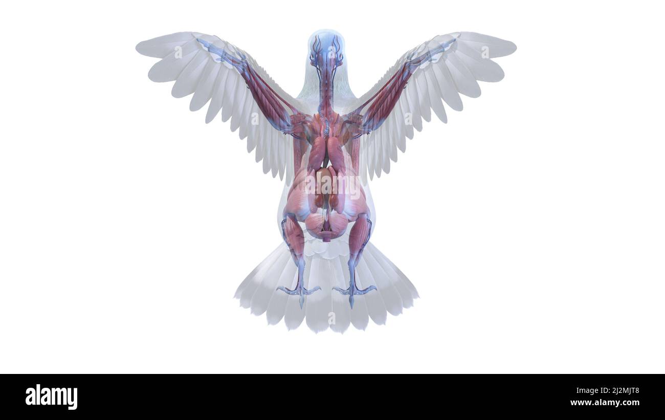 Pigeon anatomy, illustration Stock Photo - Alamy