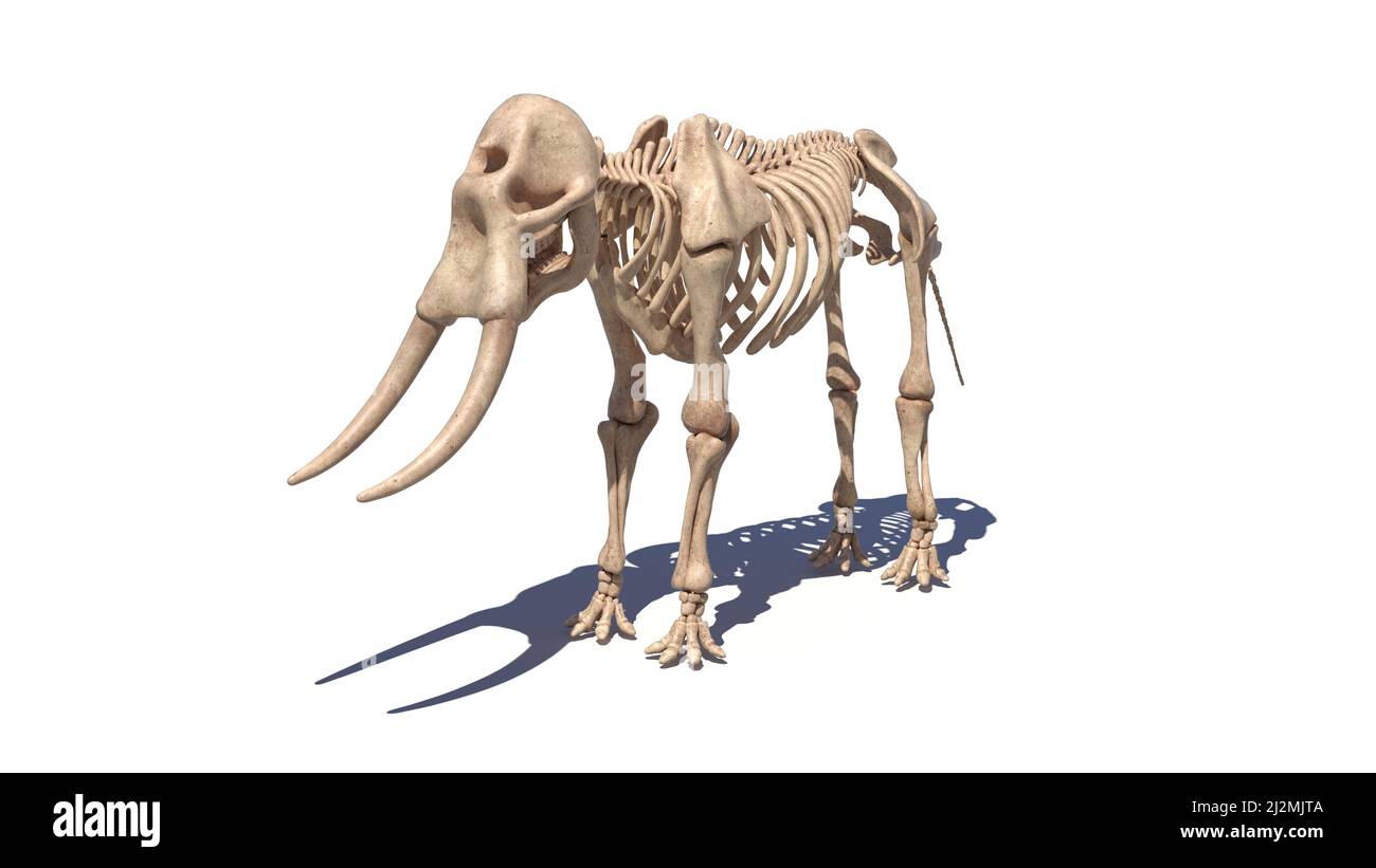 Elephant Skeleton