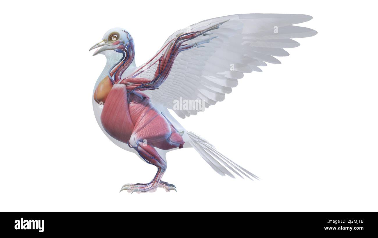 Pigeon anatomy, illustration Stock Photo - Alamy