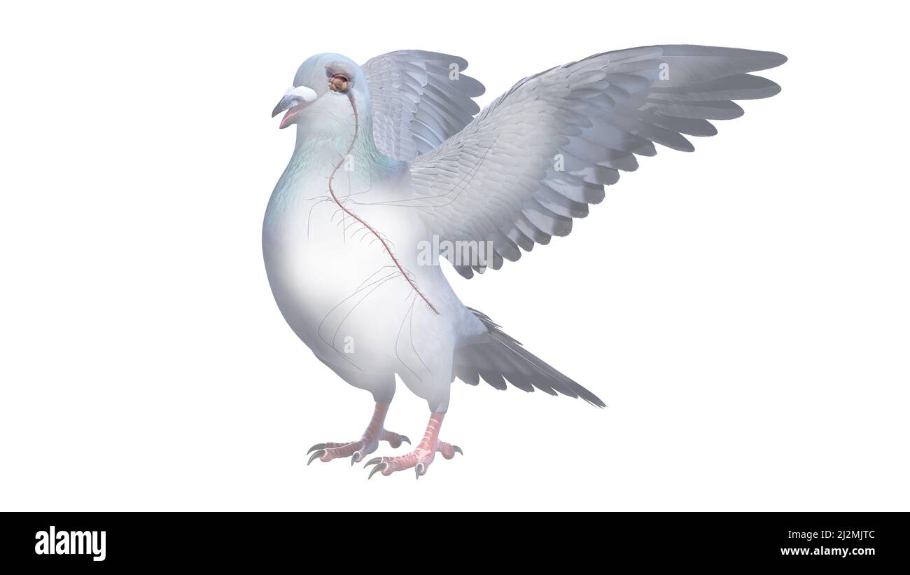 Pigeon nervous system, illustration Stock Photo - Alamy