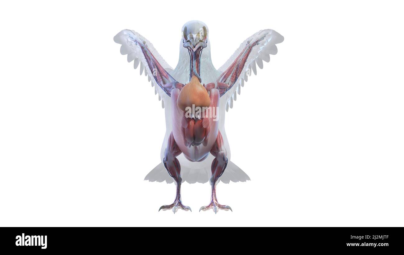 Pigeon anatomy, illustration Stock Photo - Alamy