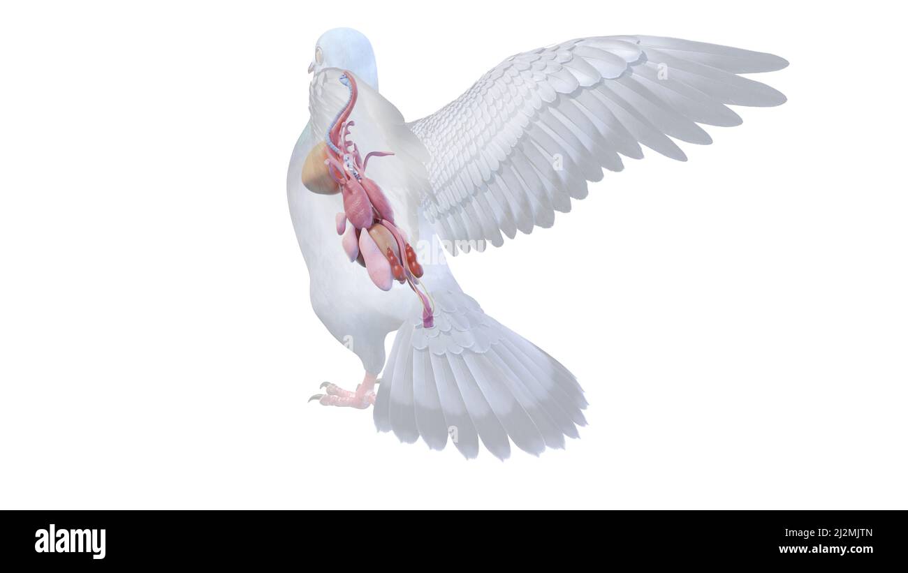 Pigeon organs, illustration Stock Photo - Alamy