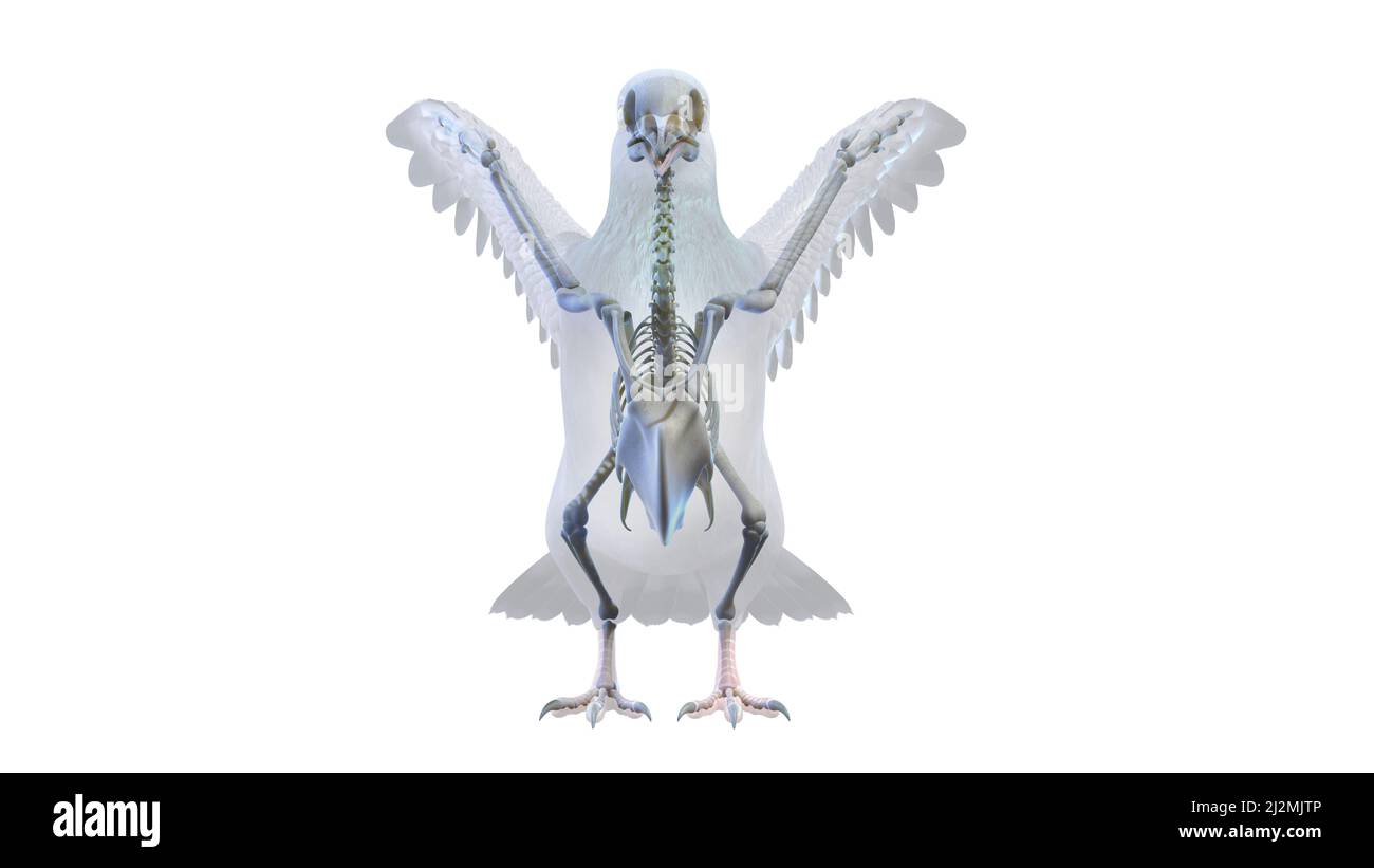 Pigeon skeleton, illustration Stock Photo - Alamy