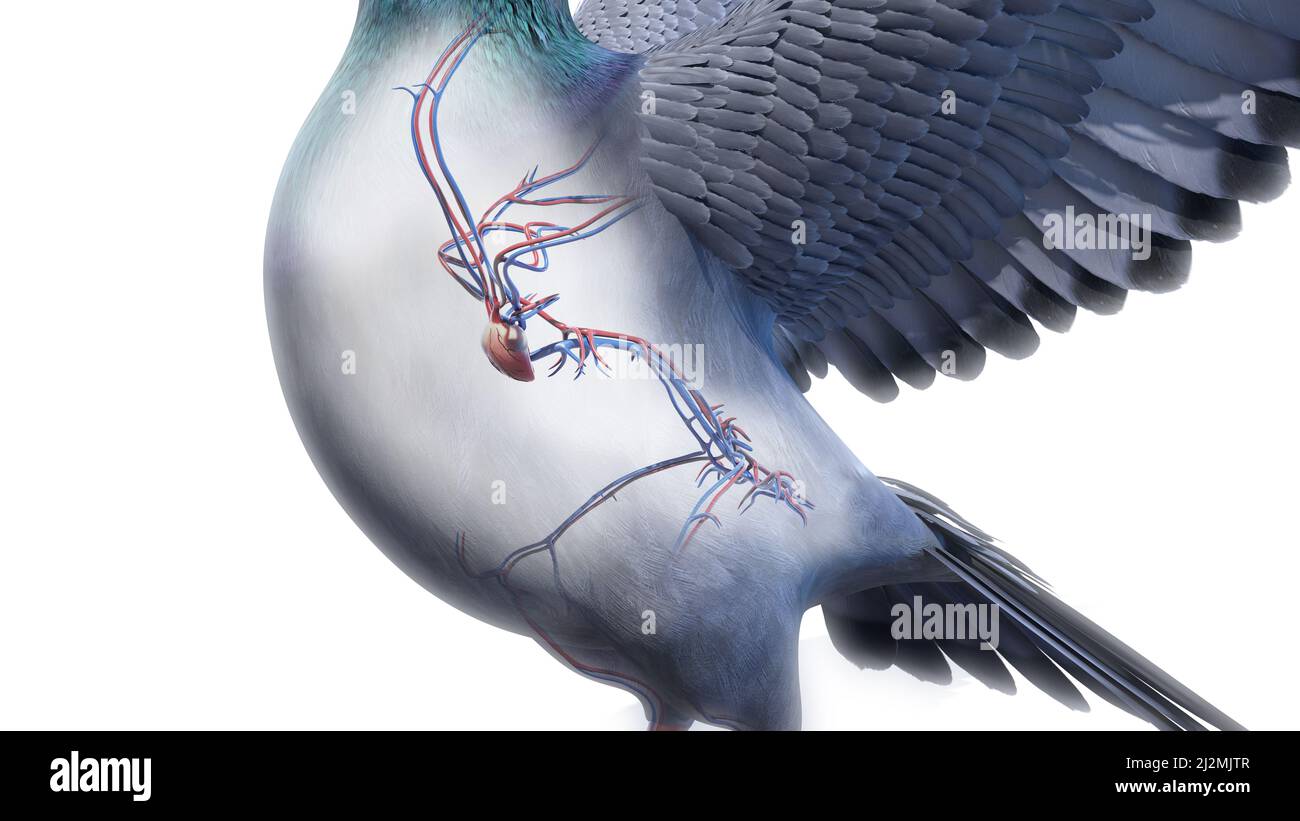 Pigeon vascular system, illustration Stock Photo - Alamy