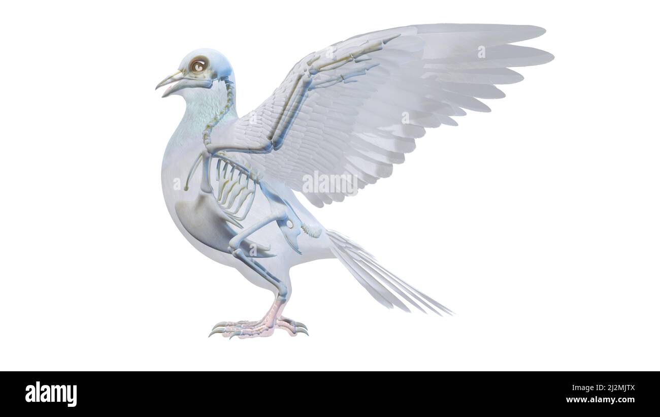 Pigeon skeleton, illustration Stock Photo - Alamy