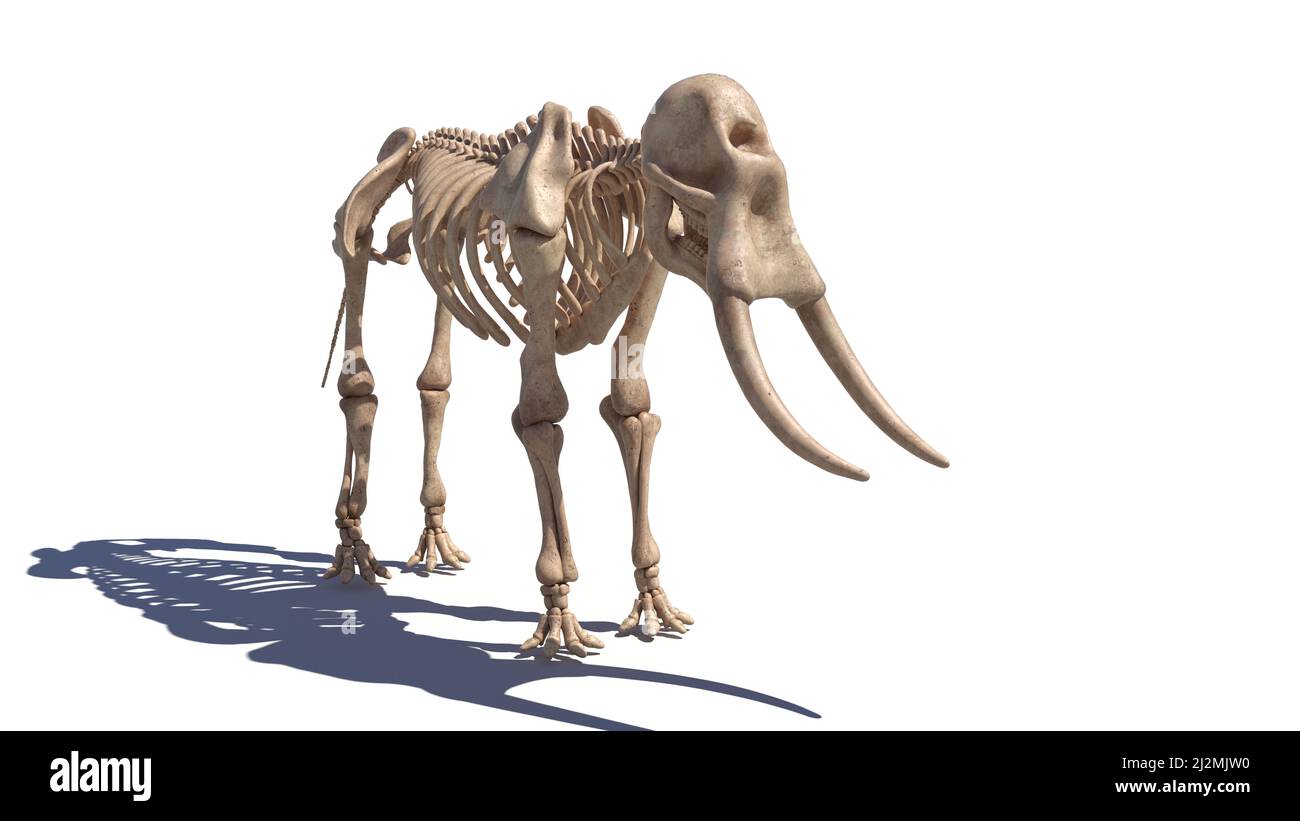 Elephant skeleton, illustration Stock Photo - Alamy
