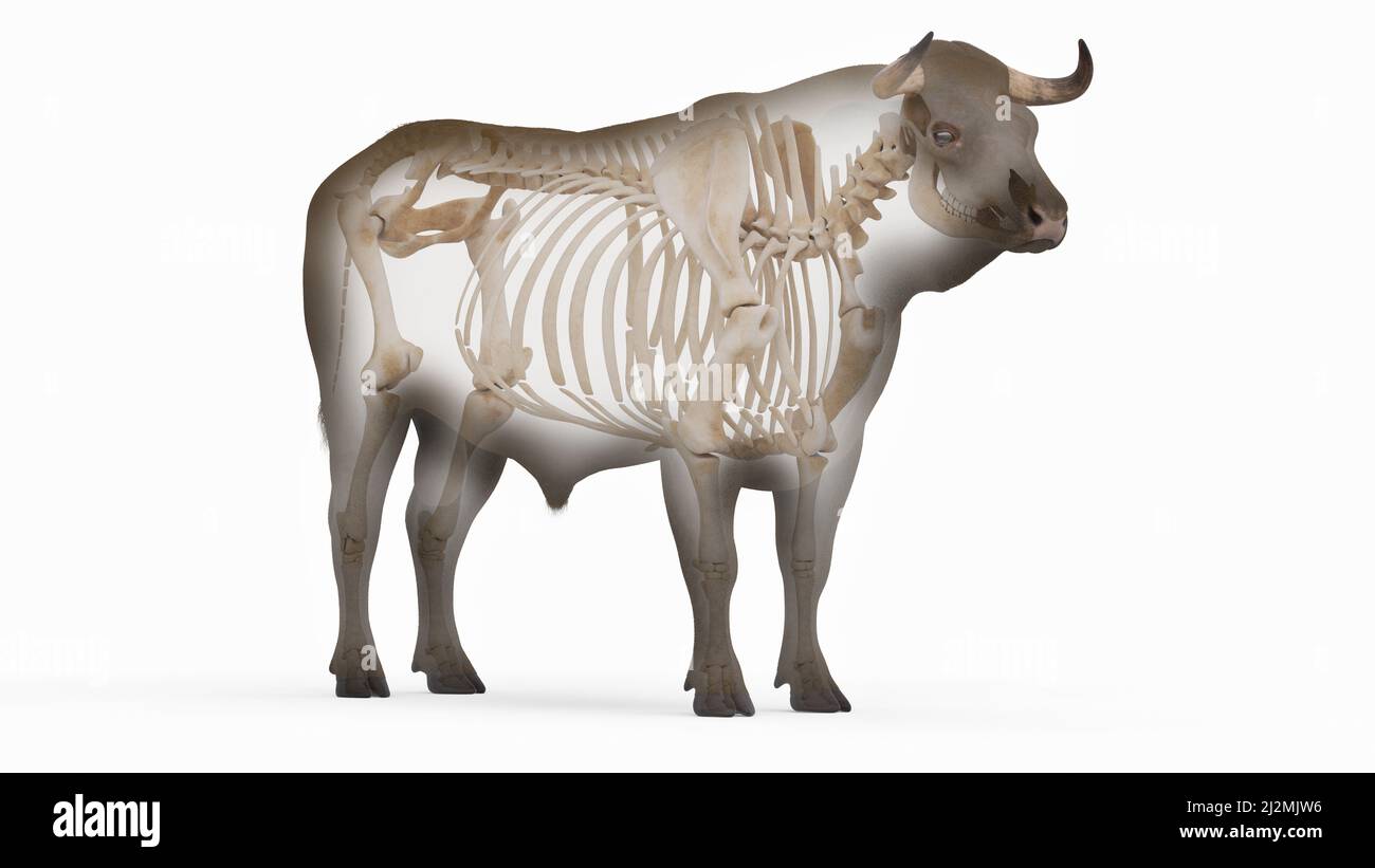 Cattle skeleton, illustration Stock Photo - Alamy