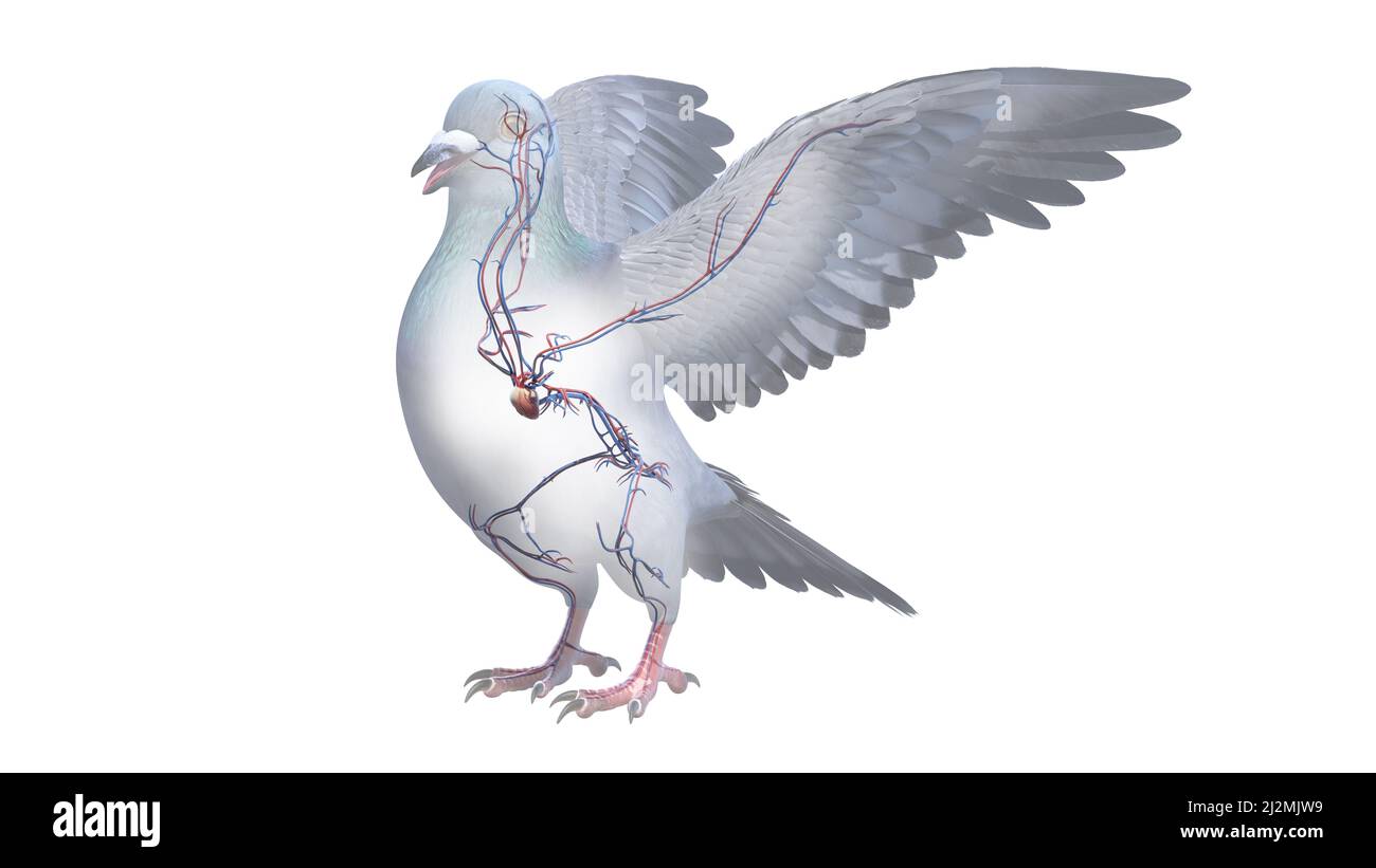 Pigeon vascular system, illustration Stock Photo - Alamy