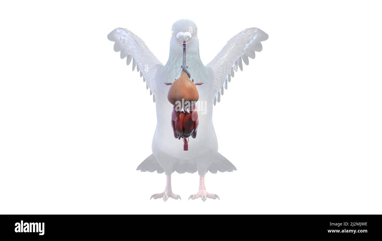 Pigeon organs, illustration Stock Photo - Alamy