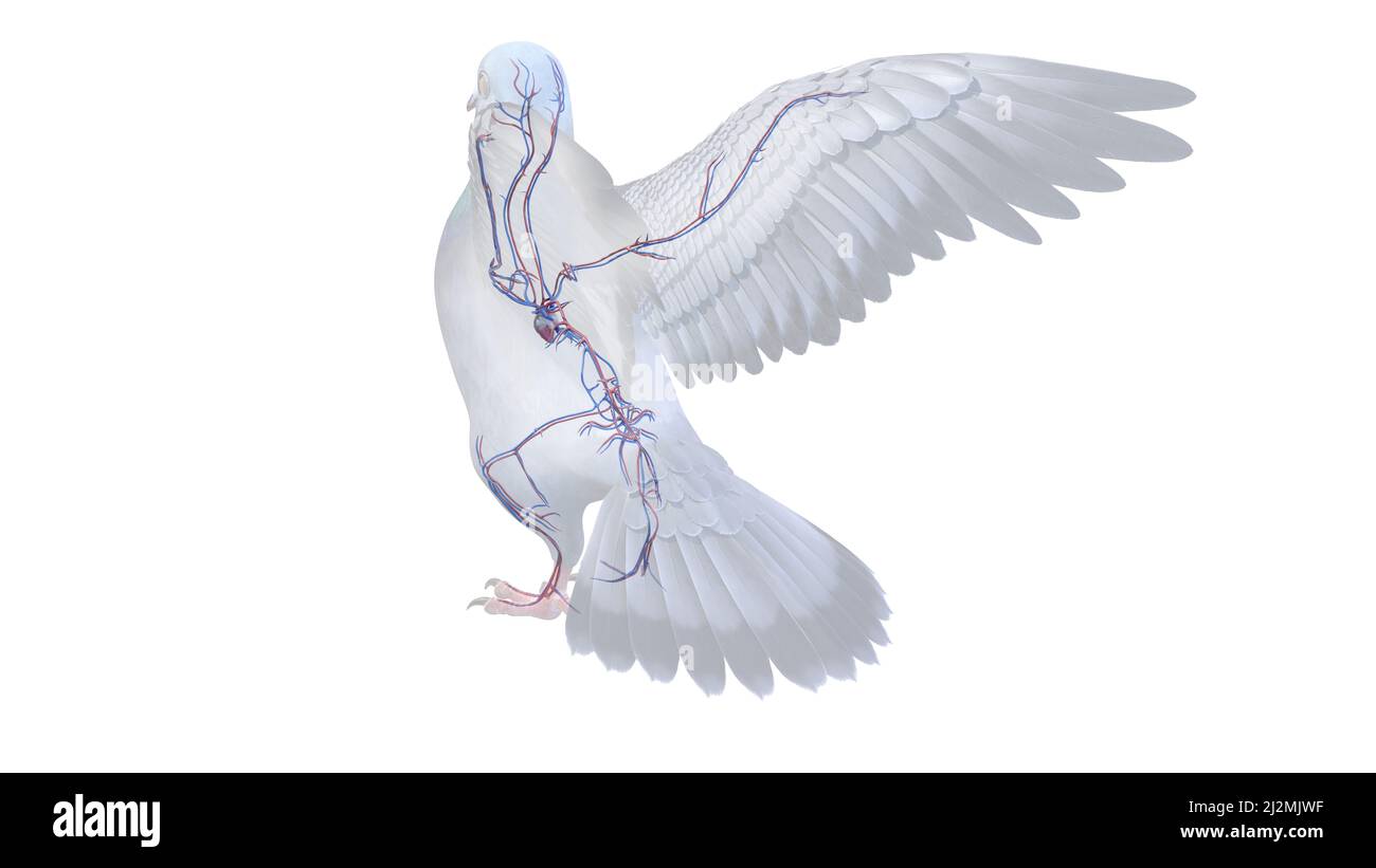 Bird circulatory system Cut Out Stock Images & Pictures - Alamy