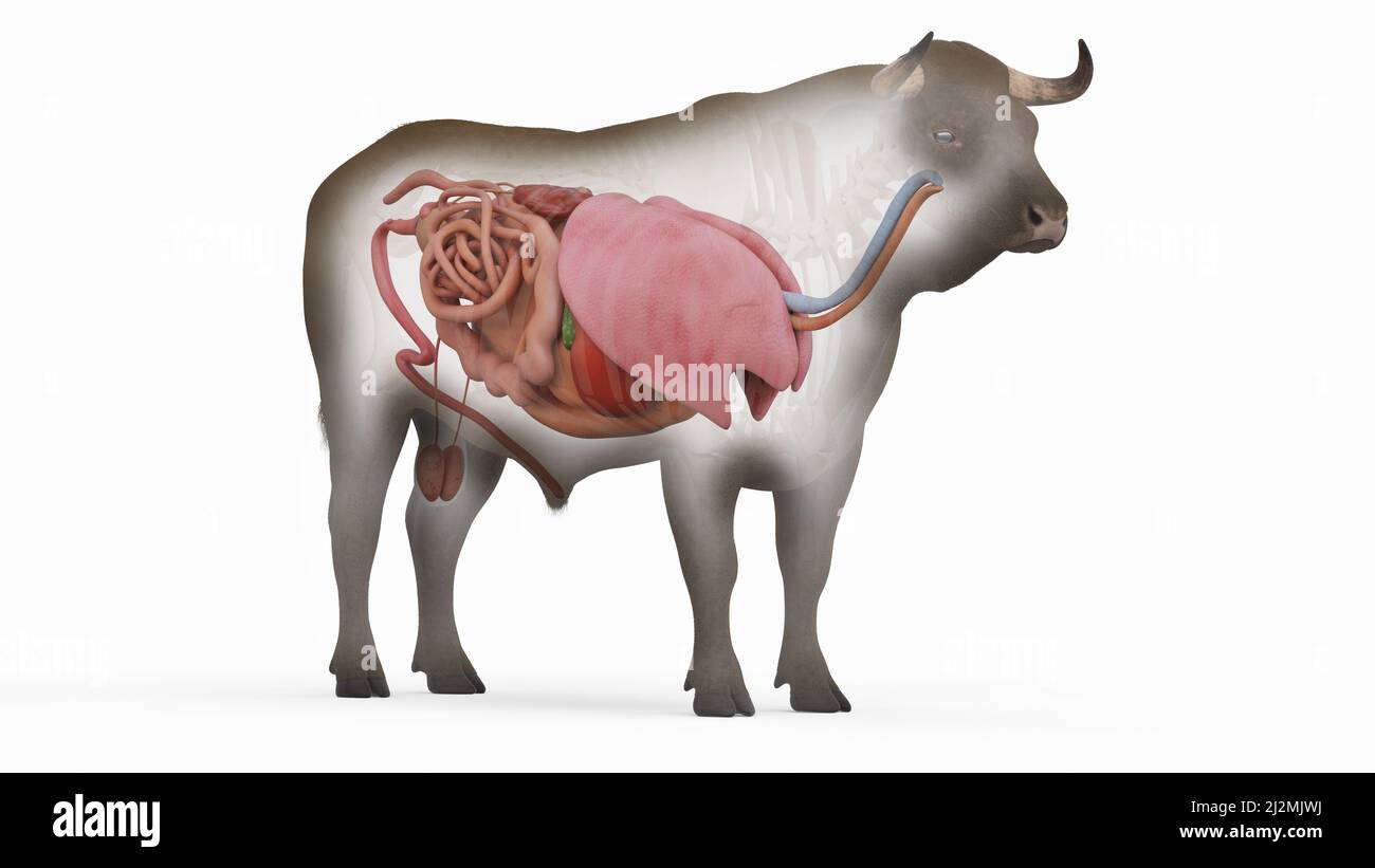 Cattle organs, illustration Stock Photo - Alamy