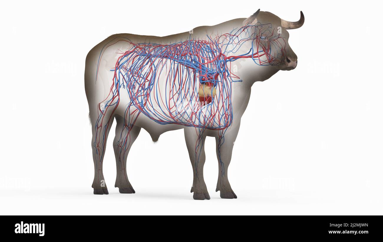 Cattle vascular system, illustration Stock Photo - Alamy