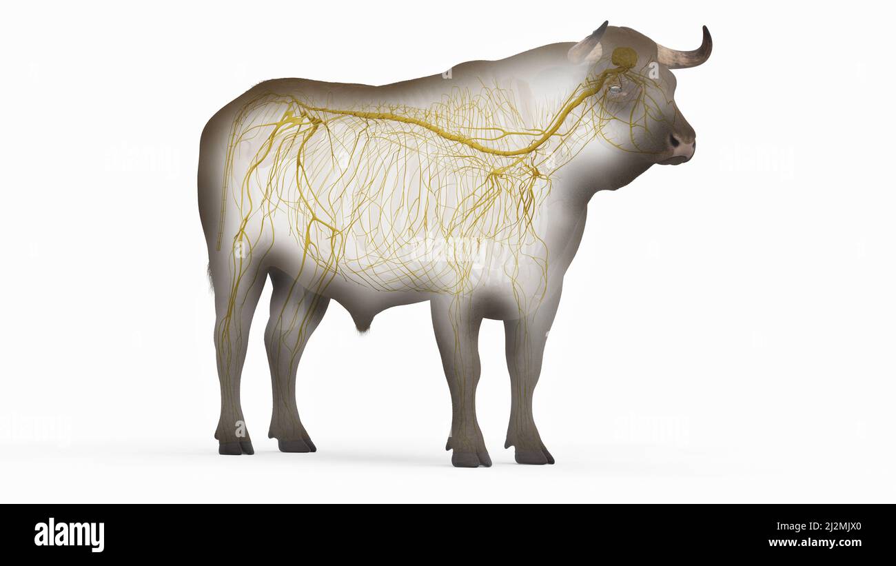 Cattle nervous system, illustration Stock Photo - Alamy