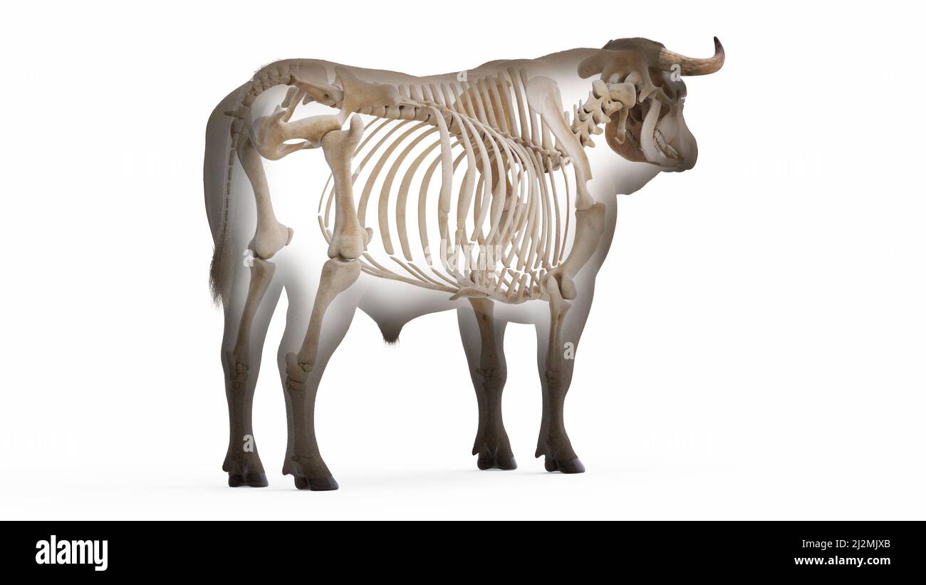 Cattle skeleton, illustration Stock Photo - Alamy