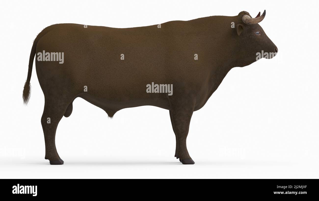Livestock anatomy hi-res stock photography and images - Alamy