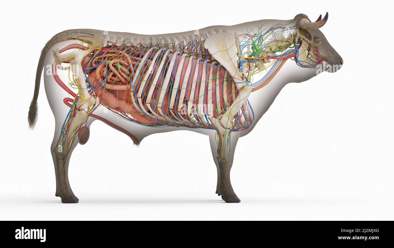Anatomy cow organs Cut Out Stock Images & Pictures - Alamy