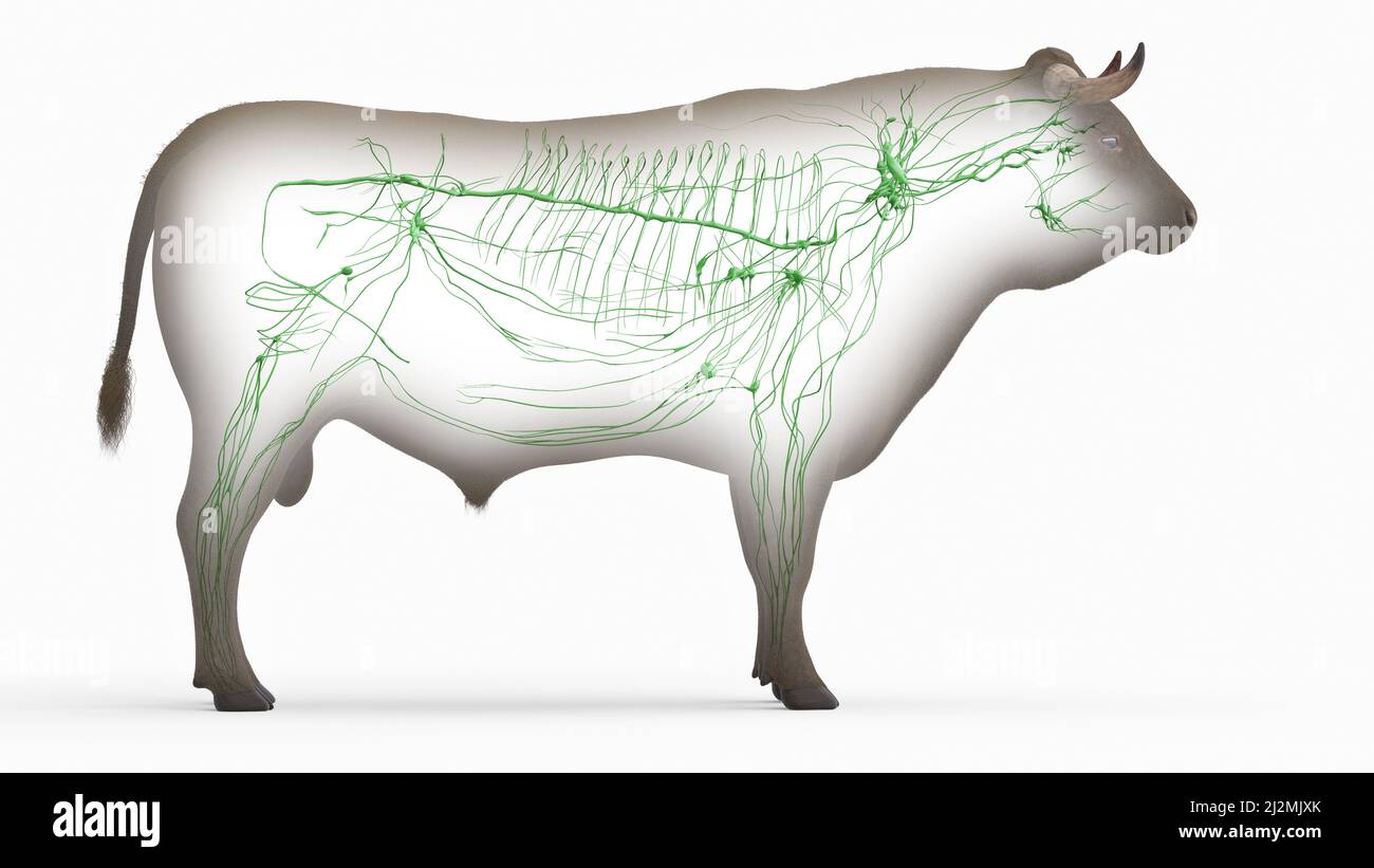 Cattle lymphatic system, illustration Stock Photo - Alamy
