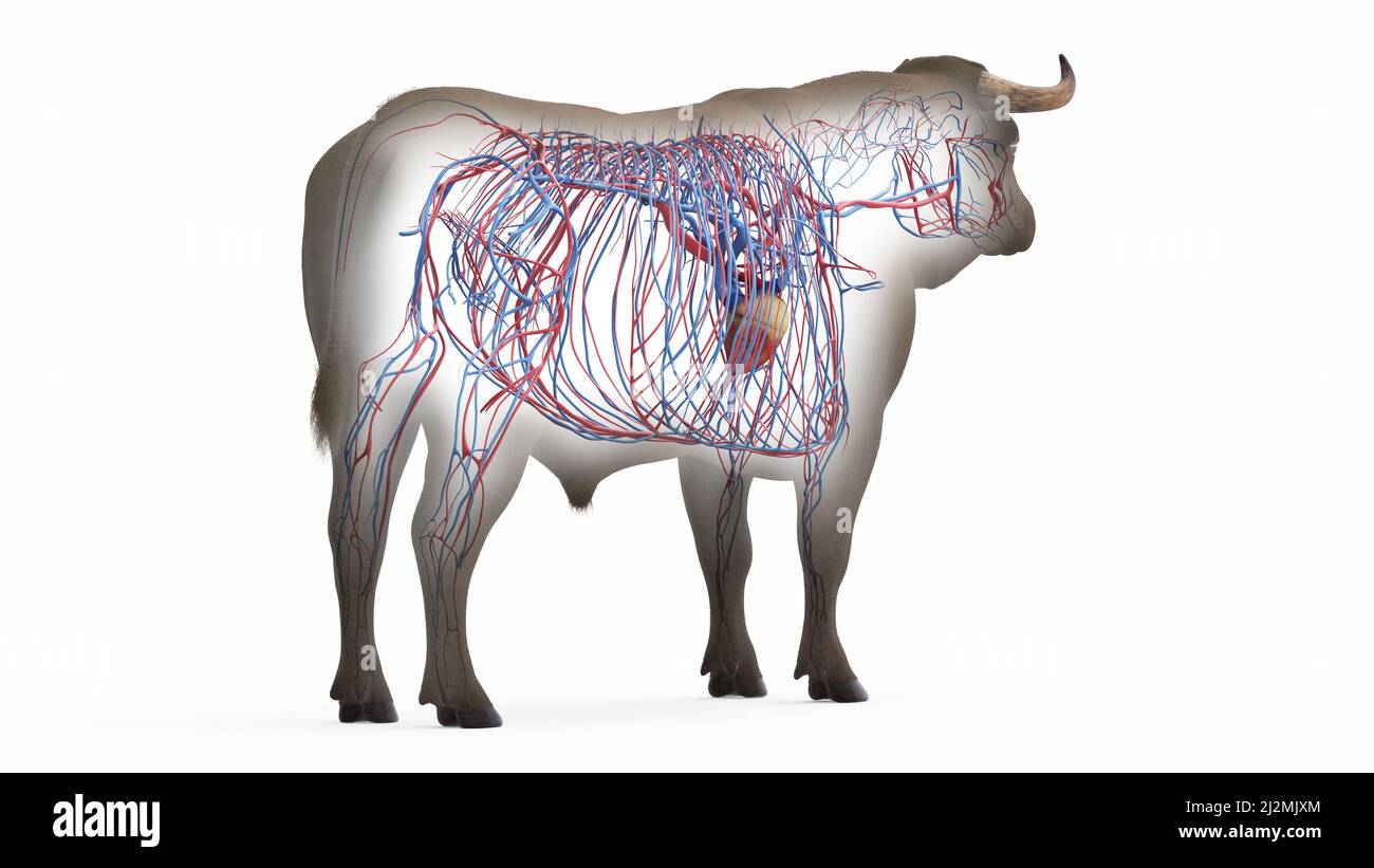 Cattle vascular system, illustration Stock Photo - Alamy