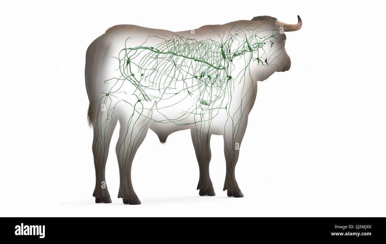 Cattle lymphatic system, illustration Stock Photo - Alamy