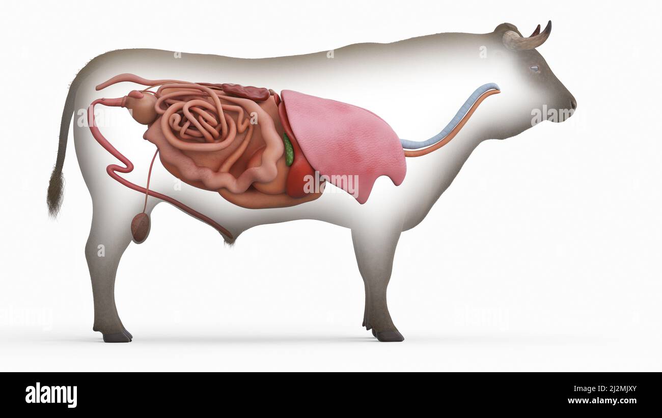 Cattle organs, illustration Stock Photo - Alamy
