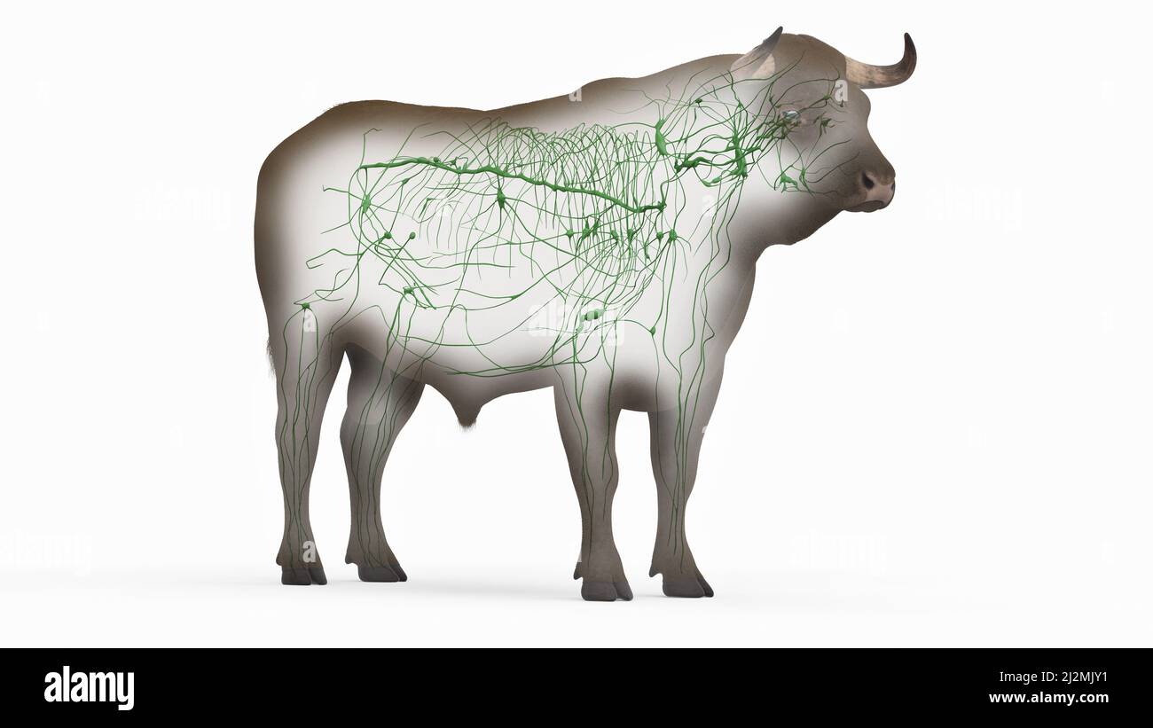 Bovine lymphatic system hi-res stock photography and images - Alamy