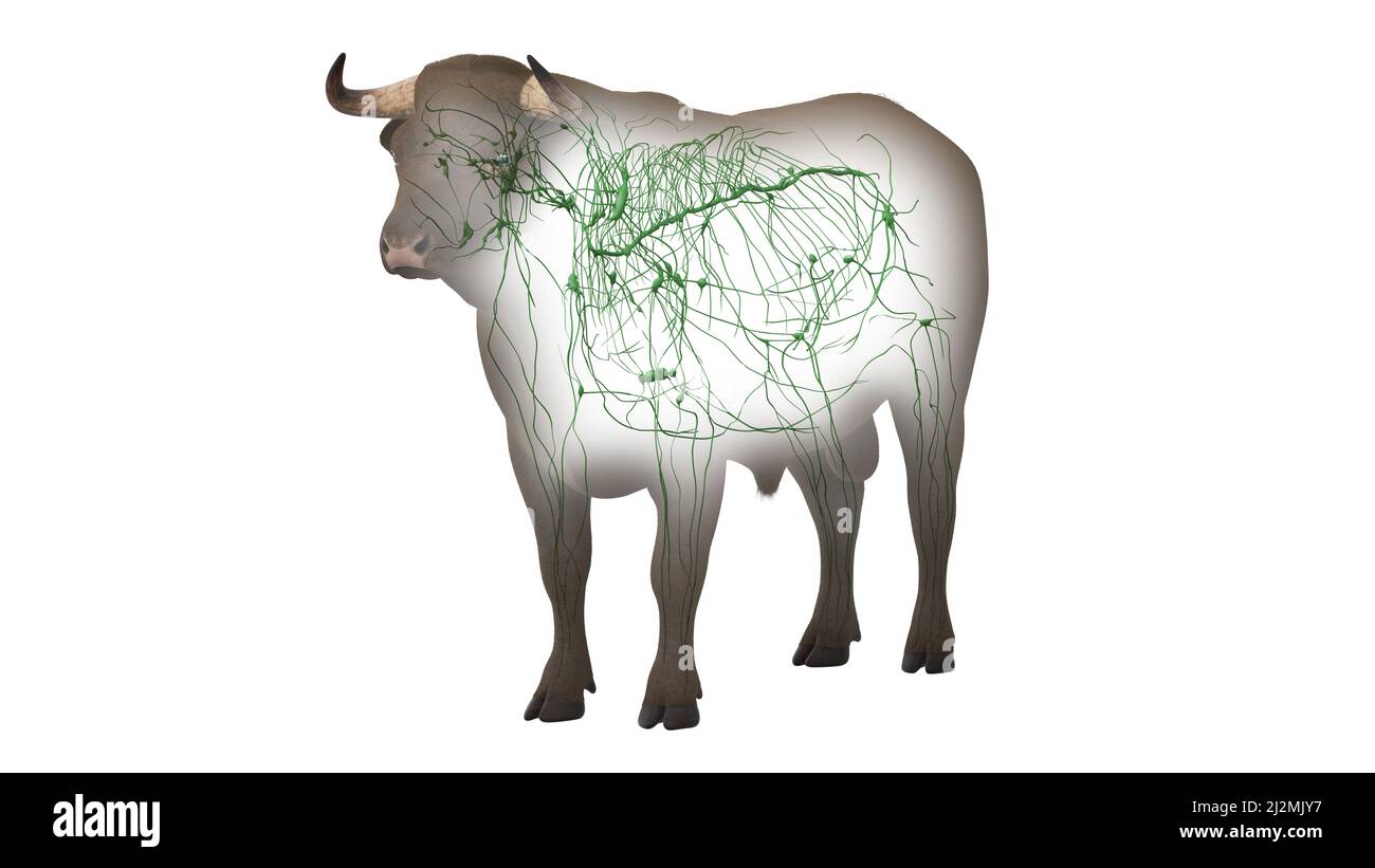 Cattle lymphatic system, illustration Stock Photo - Alamy