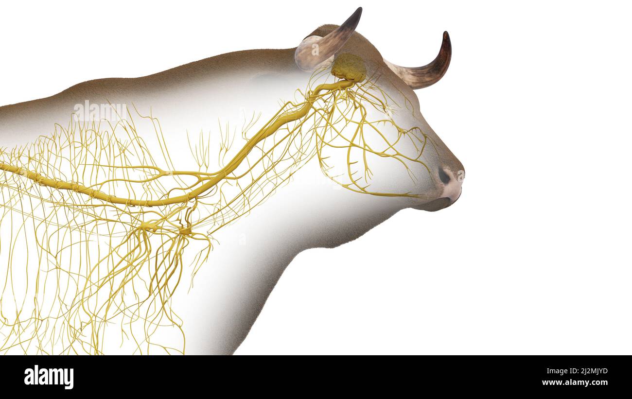 Cattle nervous system, illustration Stock Photo - Alamy