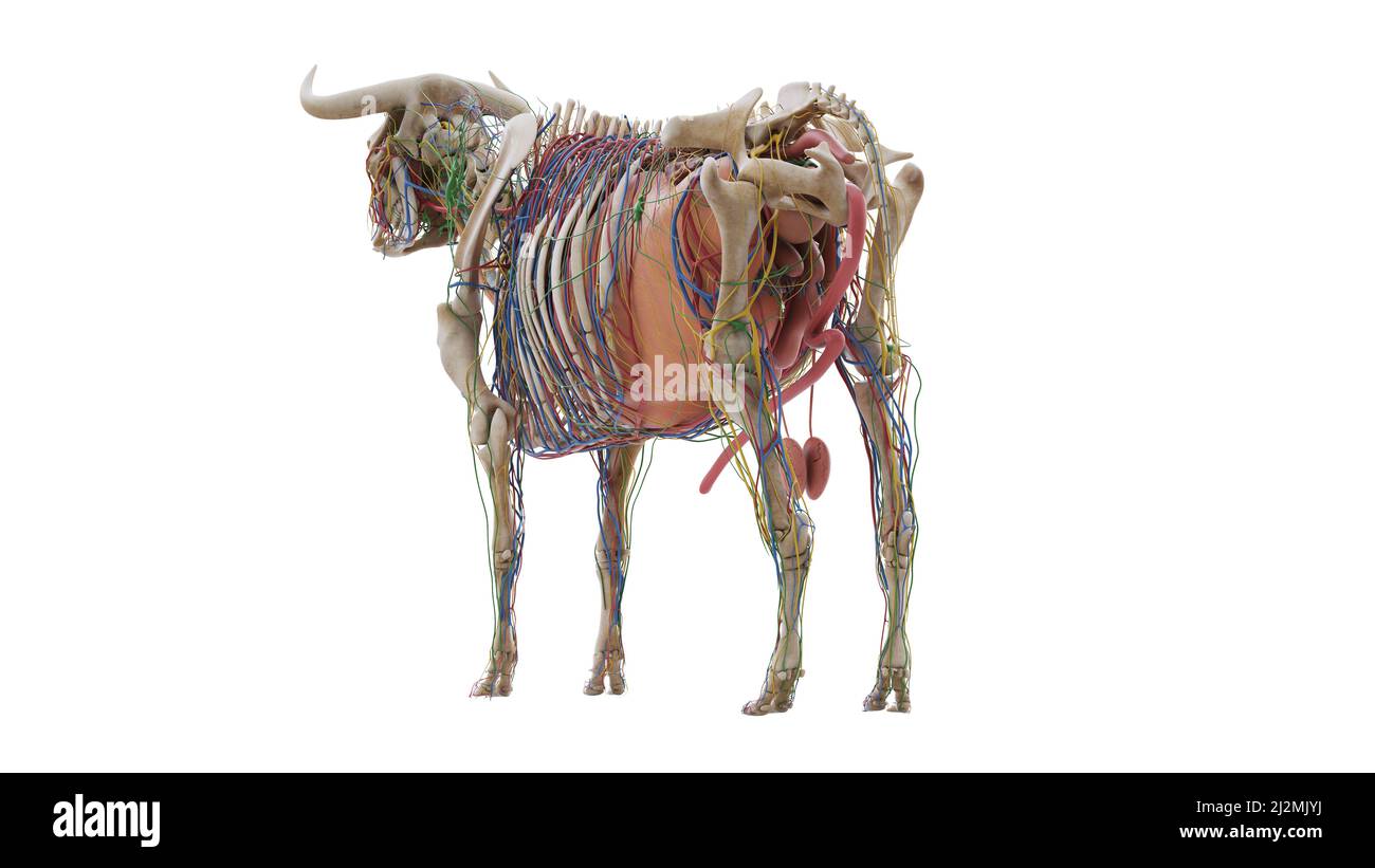 Anatomy cow organs hi-res stock photography and images - Alamy