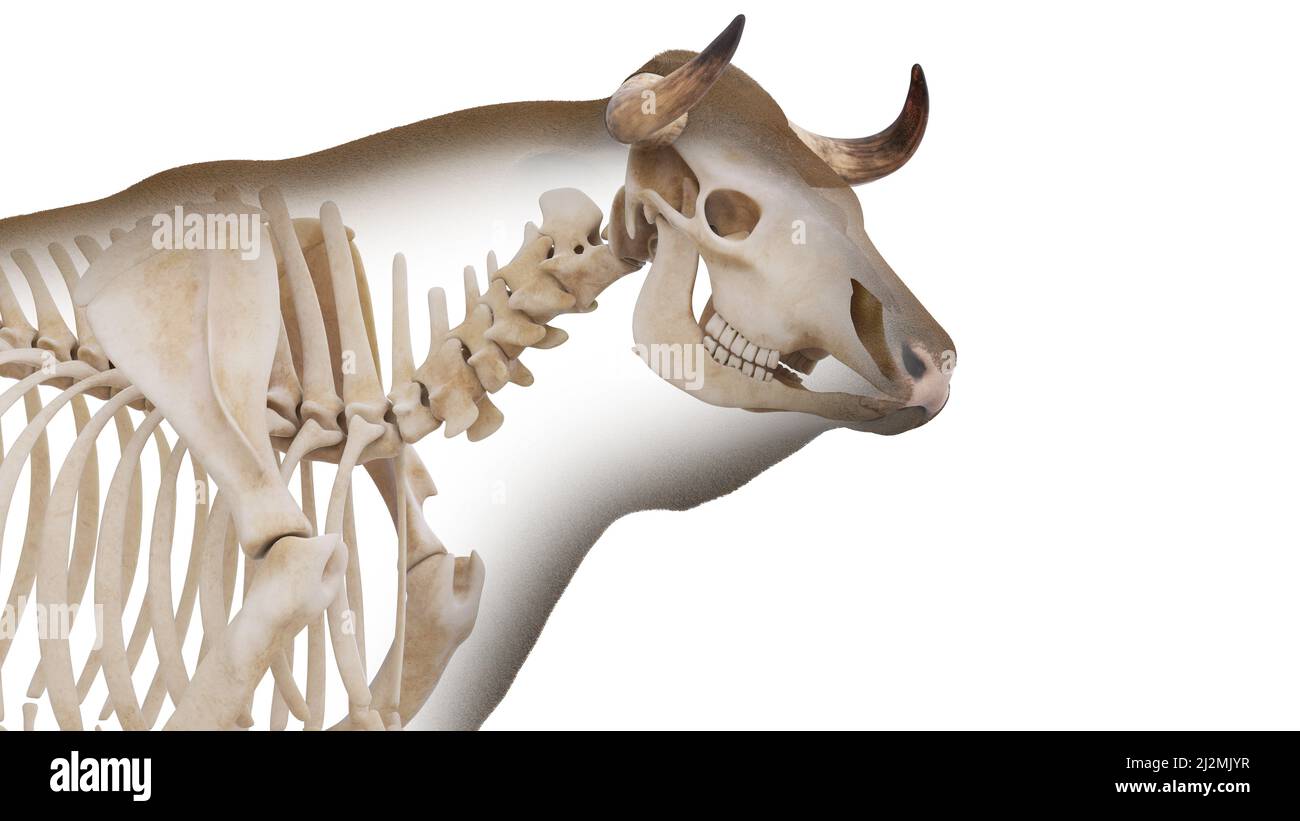 Cattle skeleton, illustration Stock Photo - Alamy