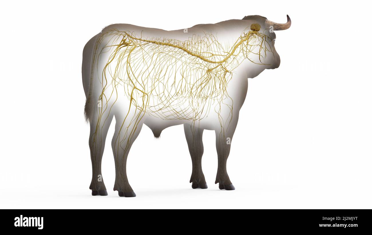 Cattle nervous system, illustration Stock Photo - Alamy
