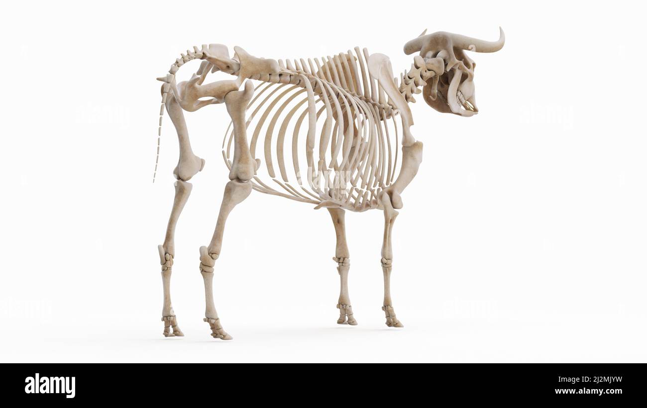 Cattle skeleton, illustration Stock Photo - Alamy