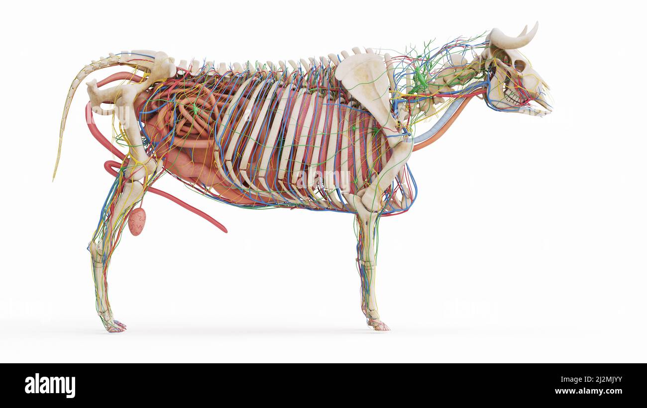 Cow Anatomy Bones Cattle Anatomy, Illustration Stock Image