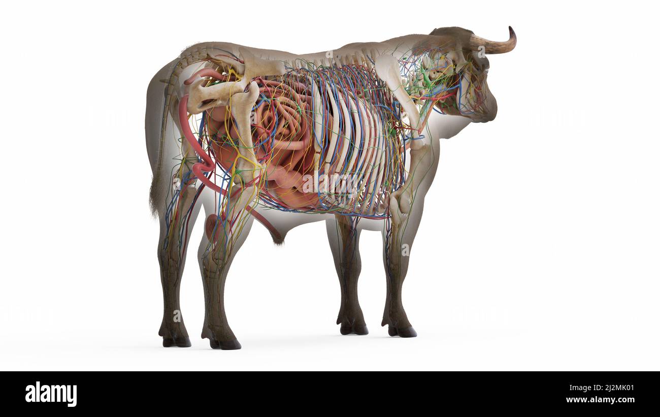 Cow Anatomy Bones Cattle Anatomy, Illustration Stock Image