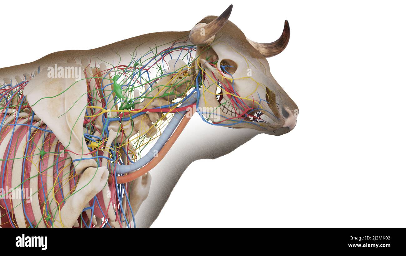 Cattle anatomy, illustration Stock Photo - Alamy