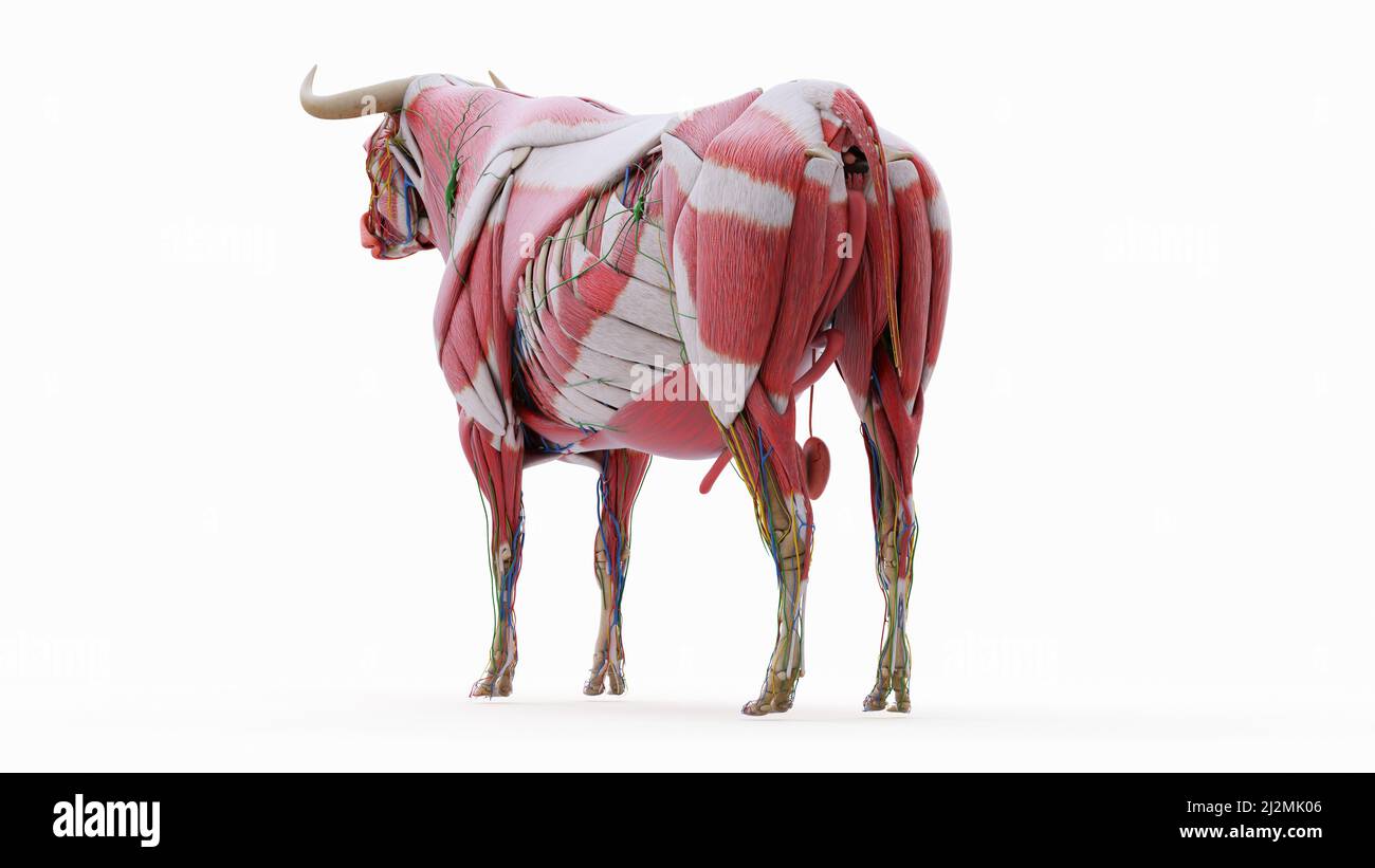 Cattle anatomy, illustration Stock Photo - Alamy