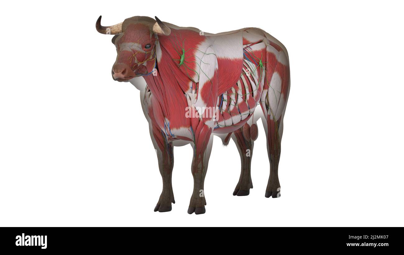 Cattle anatomy, illustration Stock Photo - Alamy