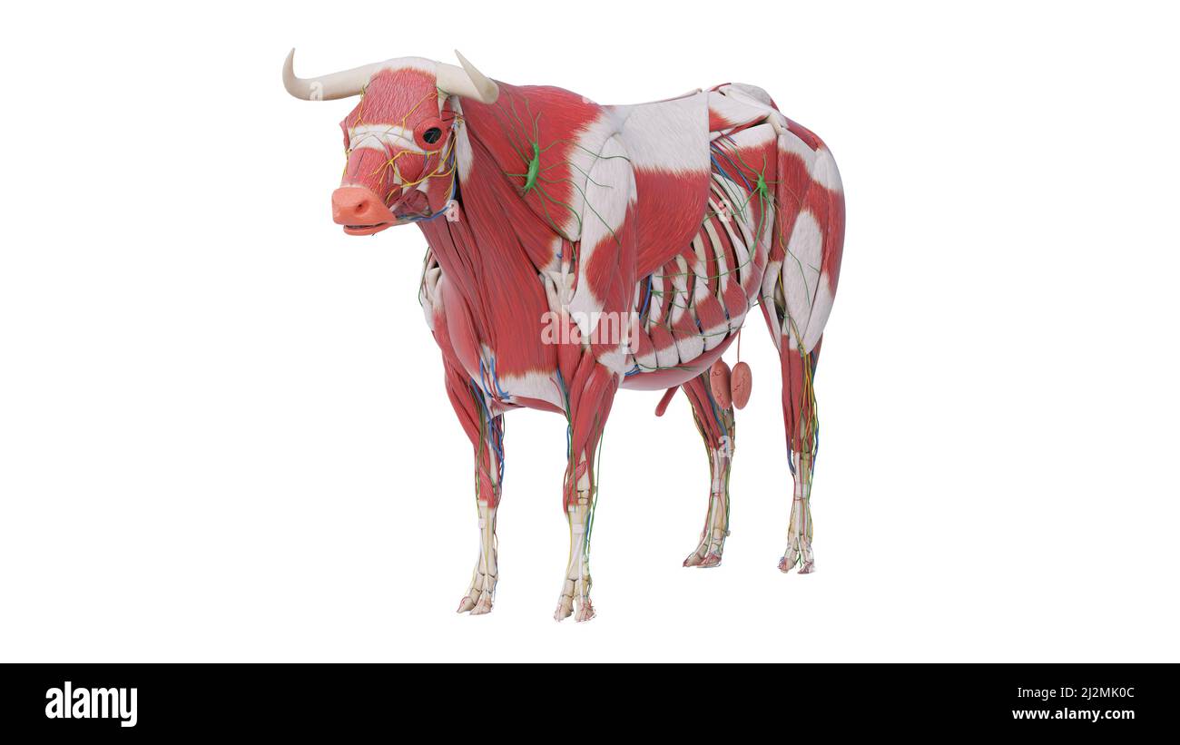 Cattle anatomy, illustration Stock Photo - Alamy