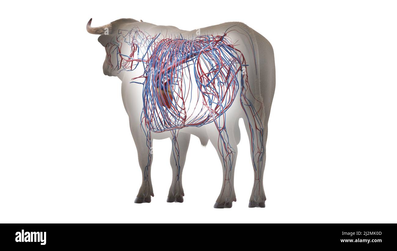 Cattle vascular system, illustration Stock Photo - Alamy