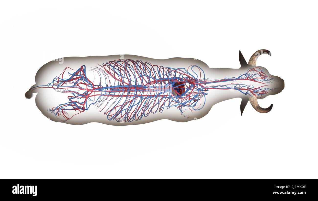 Cattle vascular system, illustration Stock Photo - Alamy