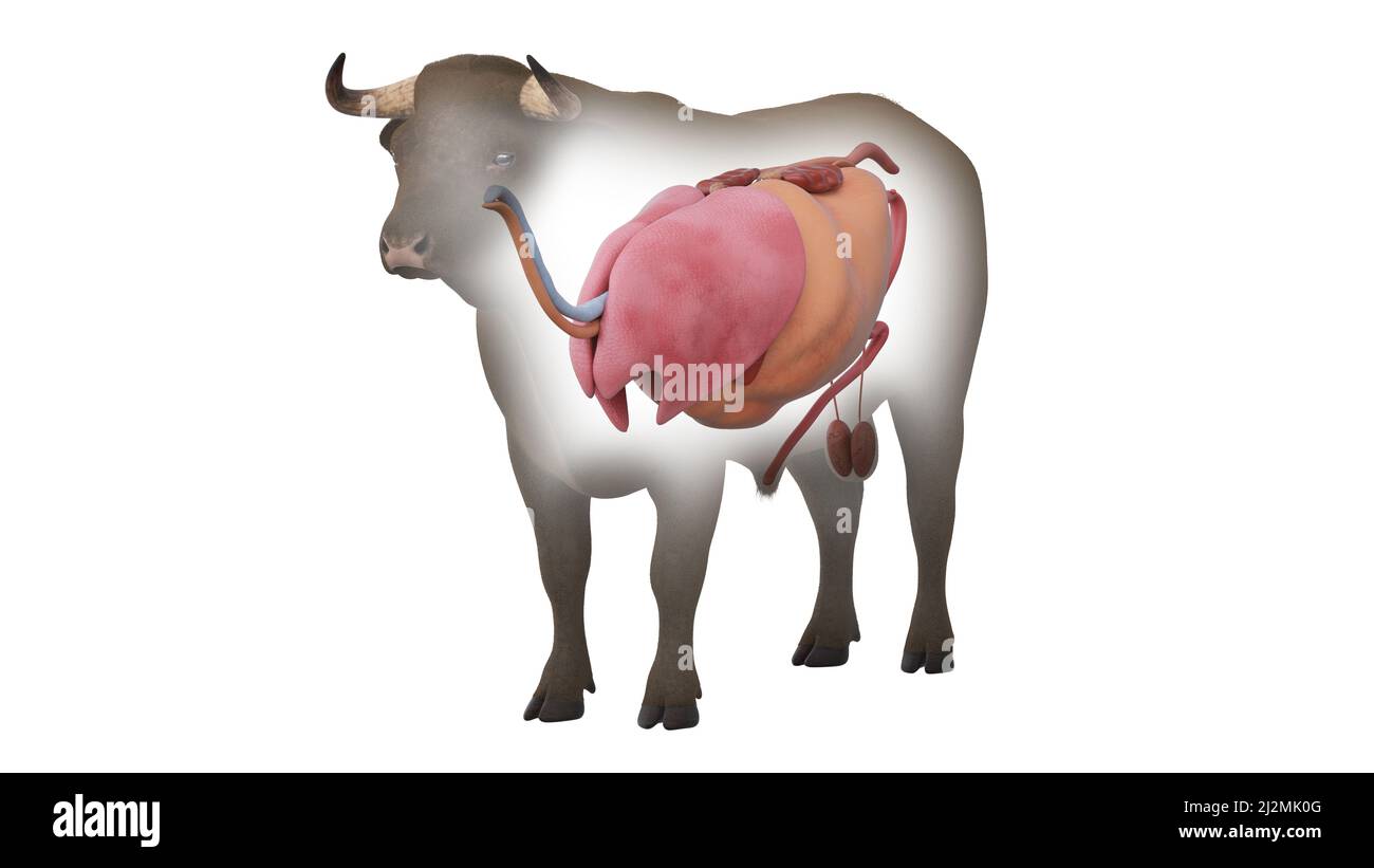 Cattle organs Cut Out Stock Images & Pictures - Alamy