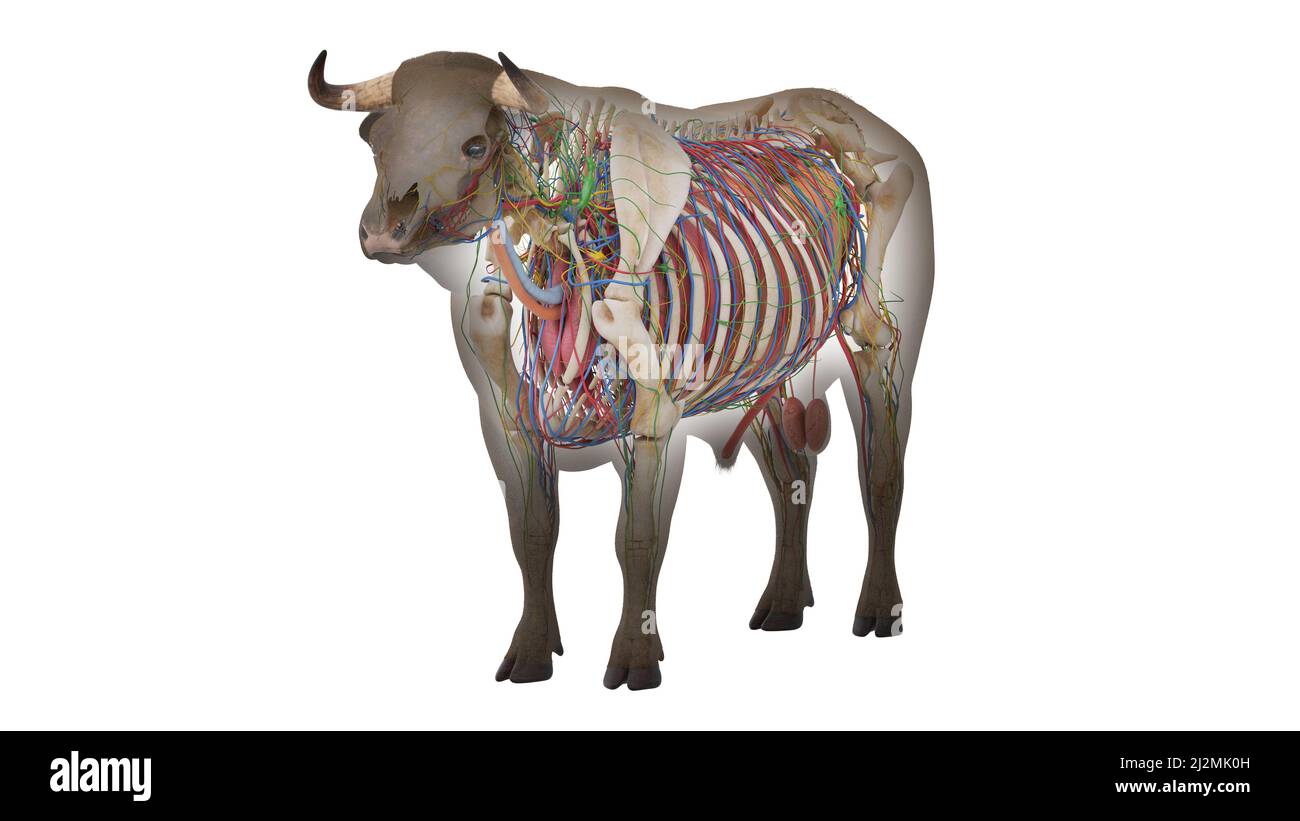 Cattle anatomy, illustration Stock Photo - Alamy