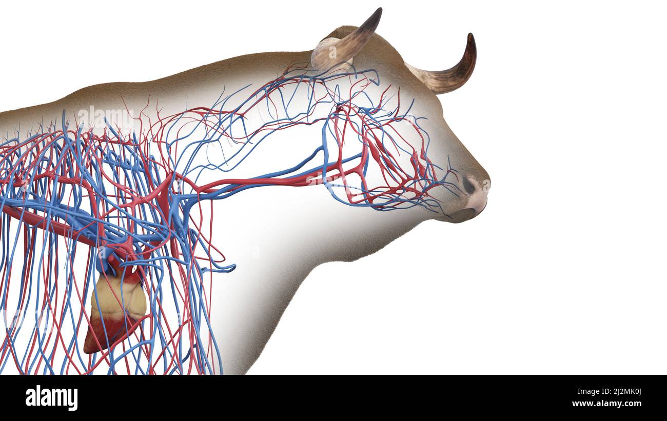 Cattle vascular system, illustration Stock Photo - Alamy