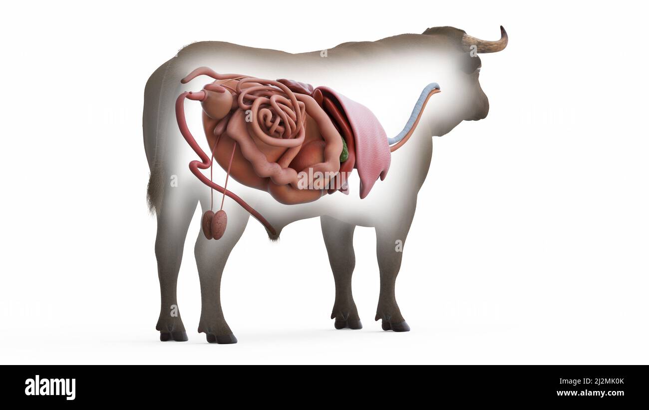 Cattle organs, illustration Stock Photo - Alamy